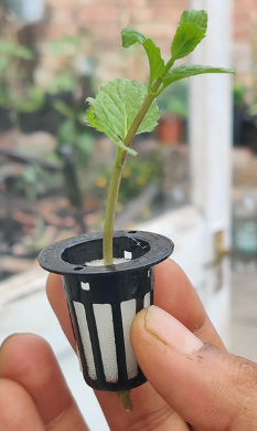 How to build your own easy hydroponic system: a beginners guide