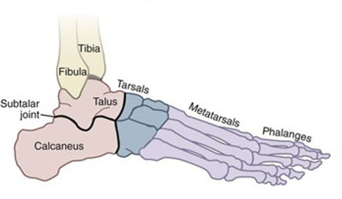 Foot Conditions | Bigfoot Clinical Podiatry | Dandenong