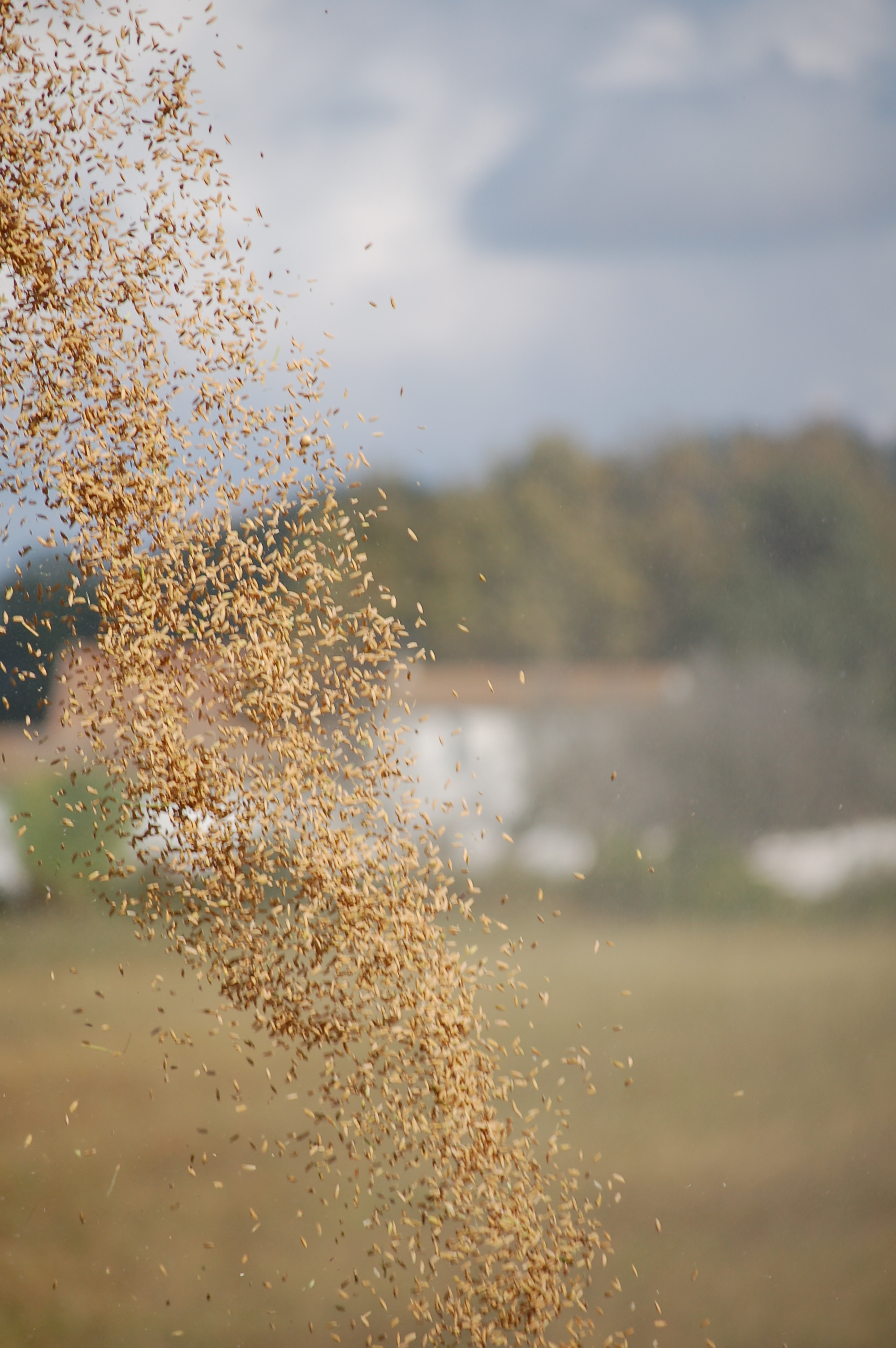 Visite exploitation rizicole Camargue | SARL La Maison du Riz | France