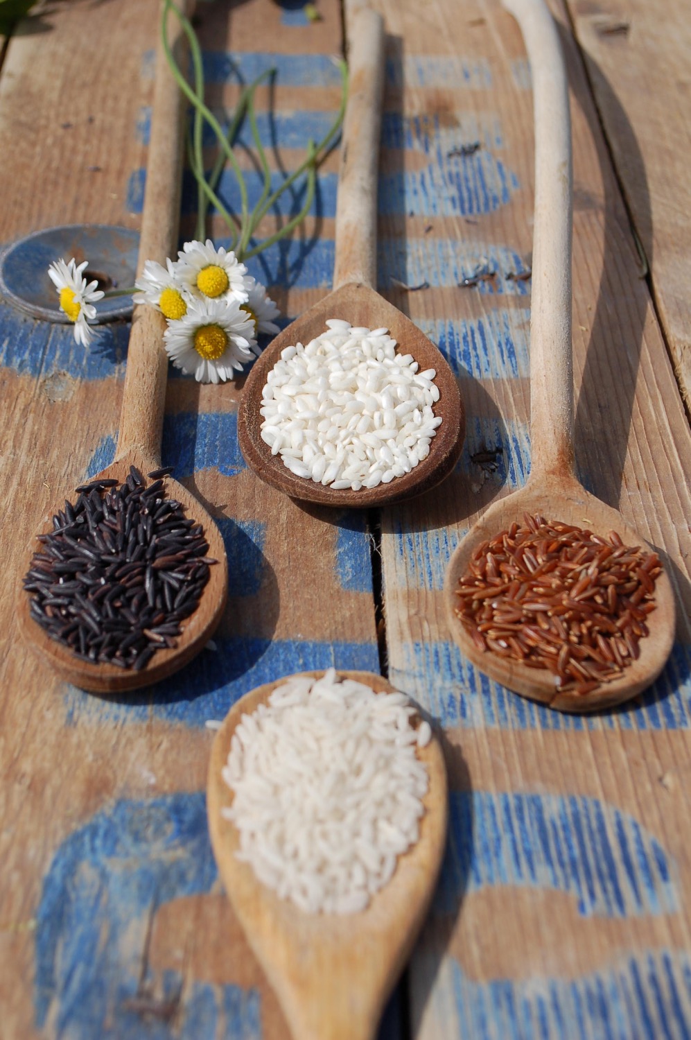 Visite exploitation rizicole Camargue | SARL La Maison du Riz | France