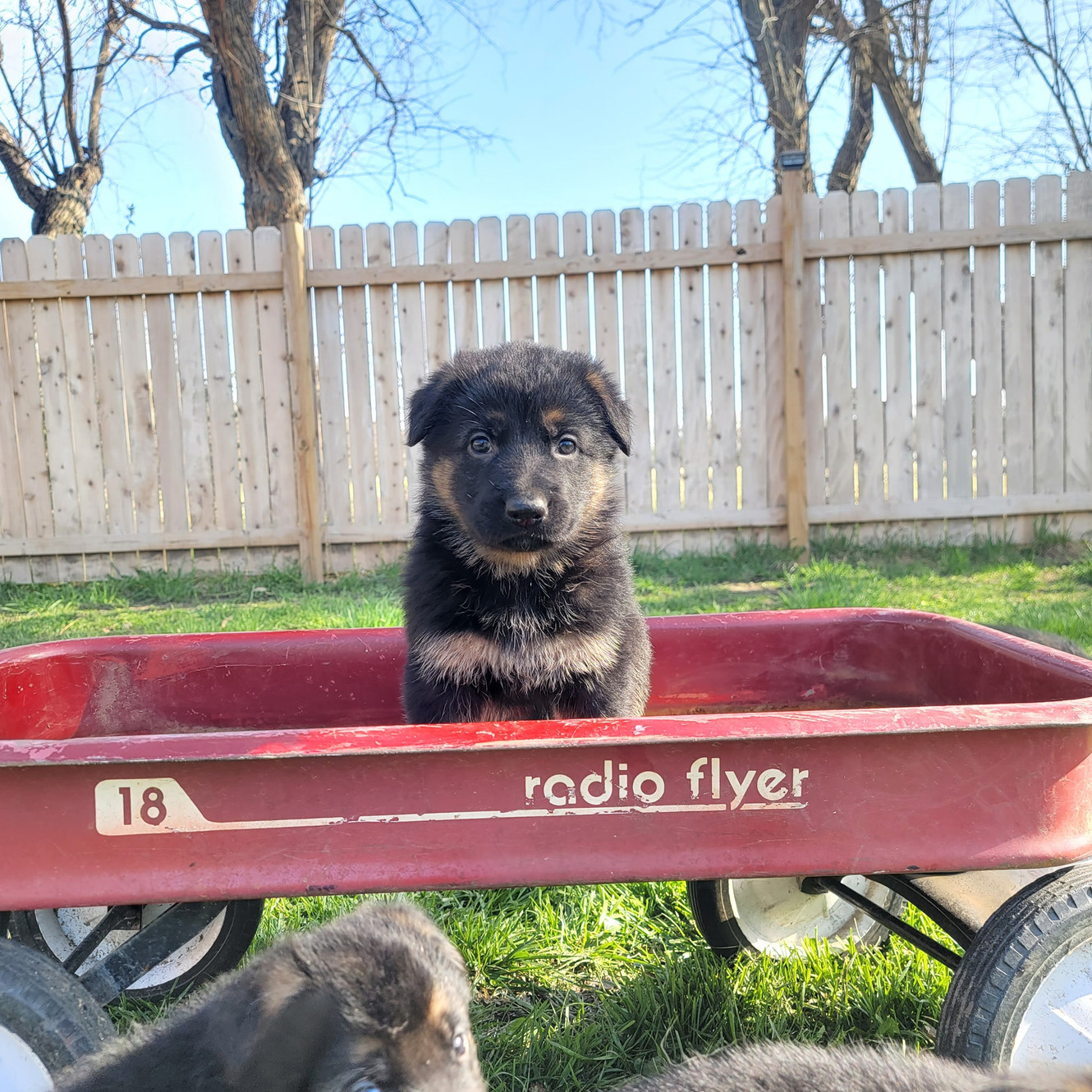 MEET THE LITTER | Danny Von Kennel