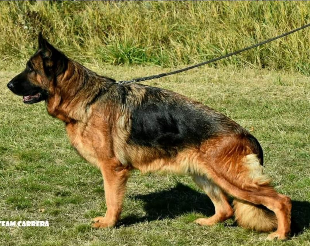 German Shepherd Breeder | Danny Von Kennel | United States
