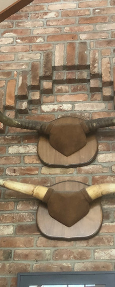 Scottish Highland Cattle Hides & Horns l Portland, Oregon