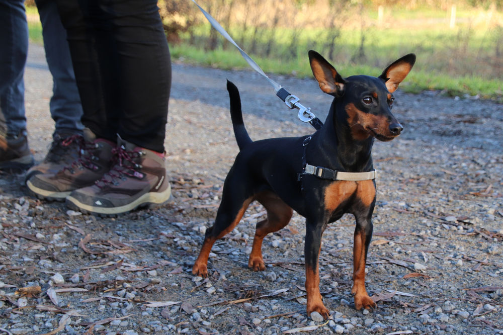 Hondengebarentaal: wat vertelt je hond met zijn staart?