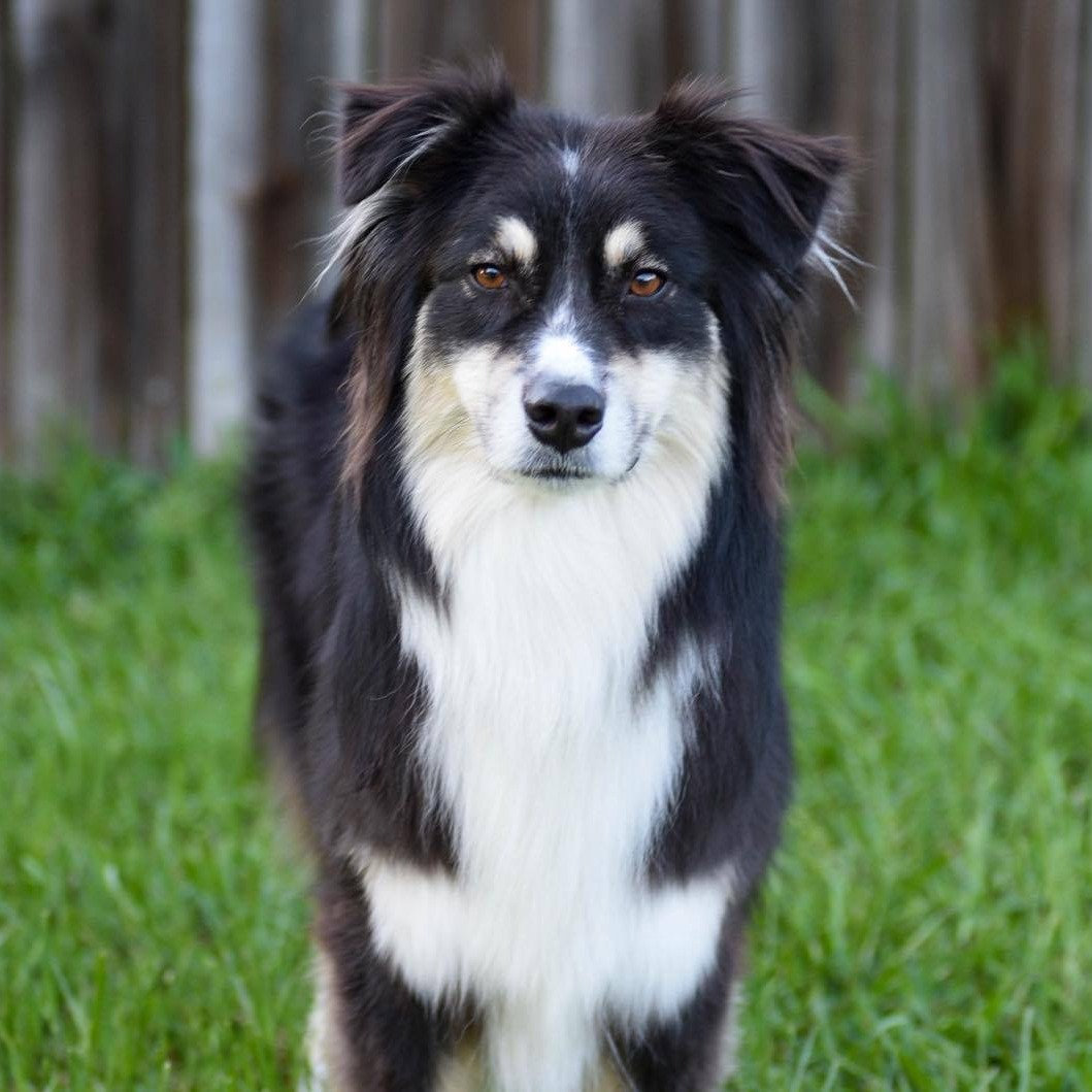 Cappy | Talent | HTM Animal Talent