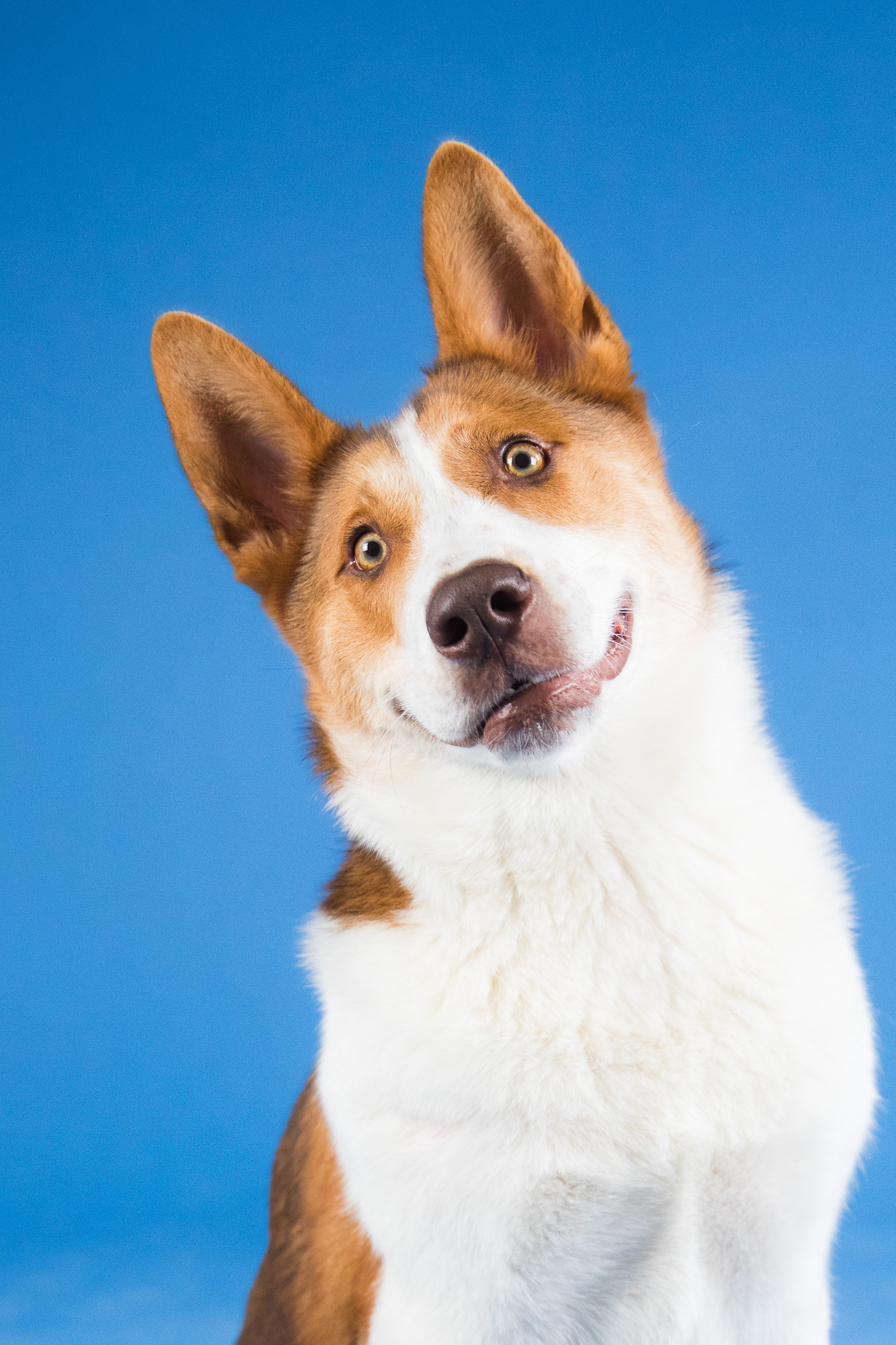 Koga | Talent | HTM Animal Talent