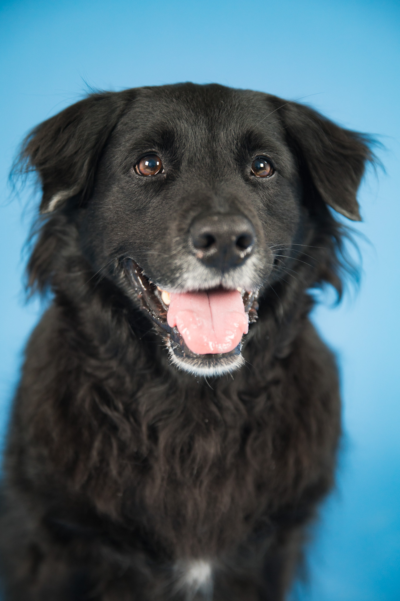 Boo | Talent | HTM Animal Talent