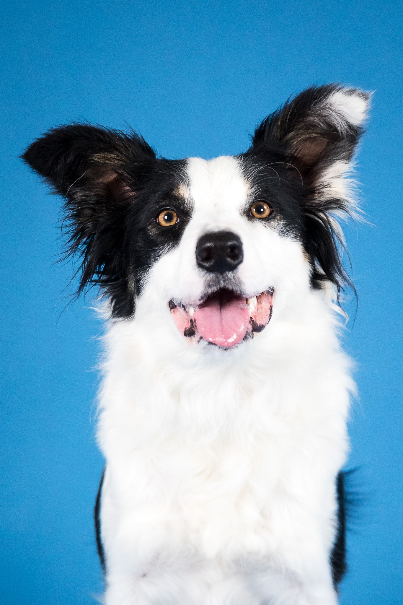 Vida | Talent | HTM Animal Talent