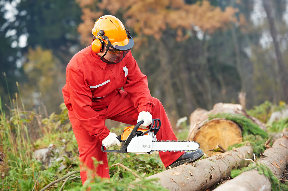 Why California’s Forestry Workforce is Critical to the Future of our ...