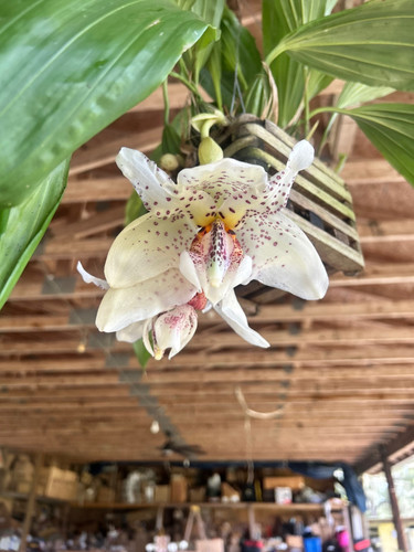 Stanhopea nigroviolacea x Stan. grandiflora | All Around Orchids