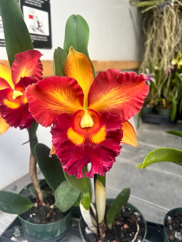 Rlc. Hsinying Joy ‘Chief Wilson’ | All Around Orchids