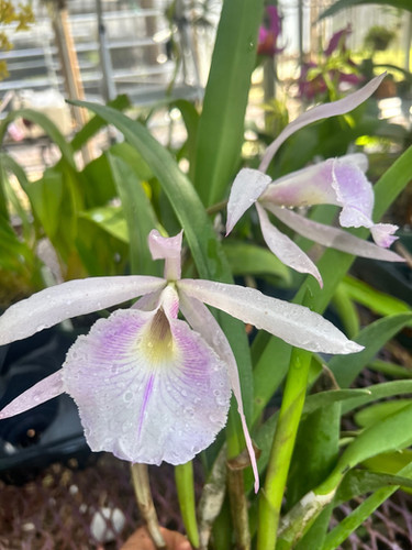 Rhynchobrassoleya Purple Cricket | All Around Orchids