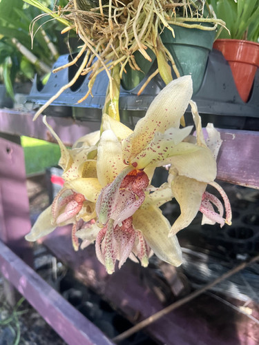 Stanhopea Ecuagenera x Stan. Nigroviolacea x Stan. Grandiflora x Stan. Insignis | All Around Orchids