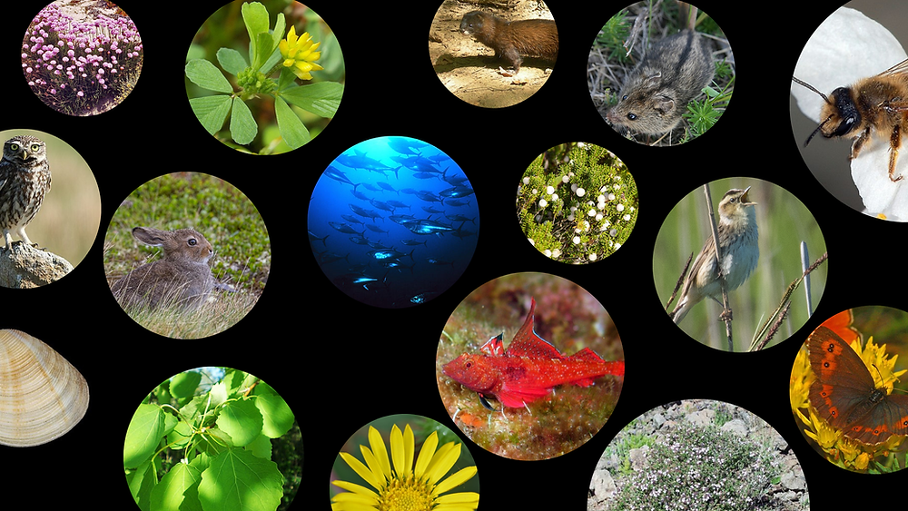 Enhancing Biodiversity Genomics Applications across Europe