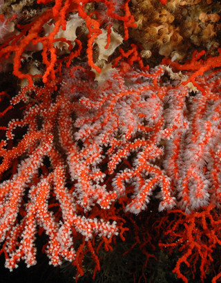 corallium cnidaria