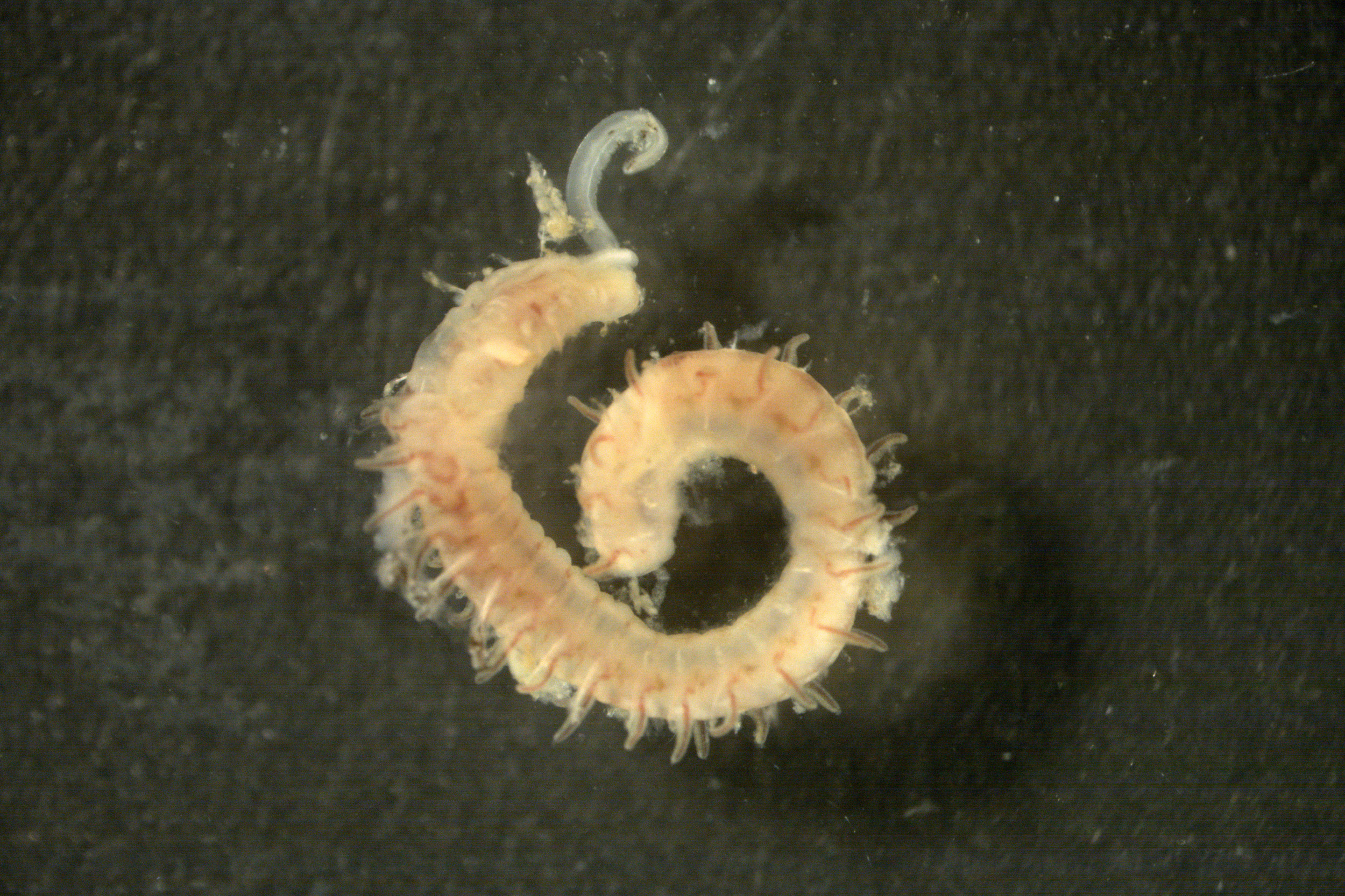 Alien Polydora (Annelida: Spionidae) oysters’ pests in the Adriatic Sea