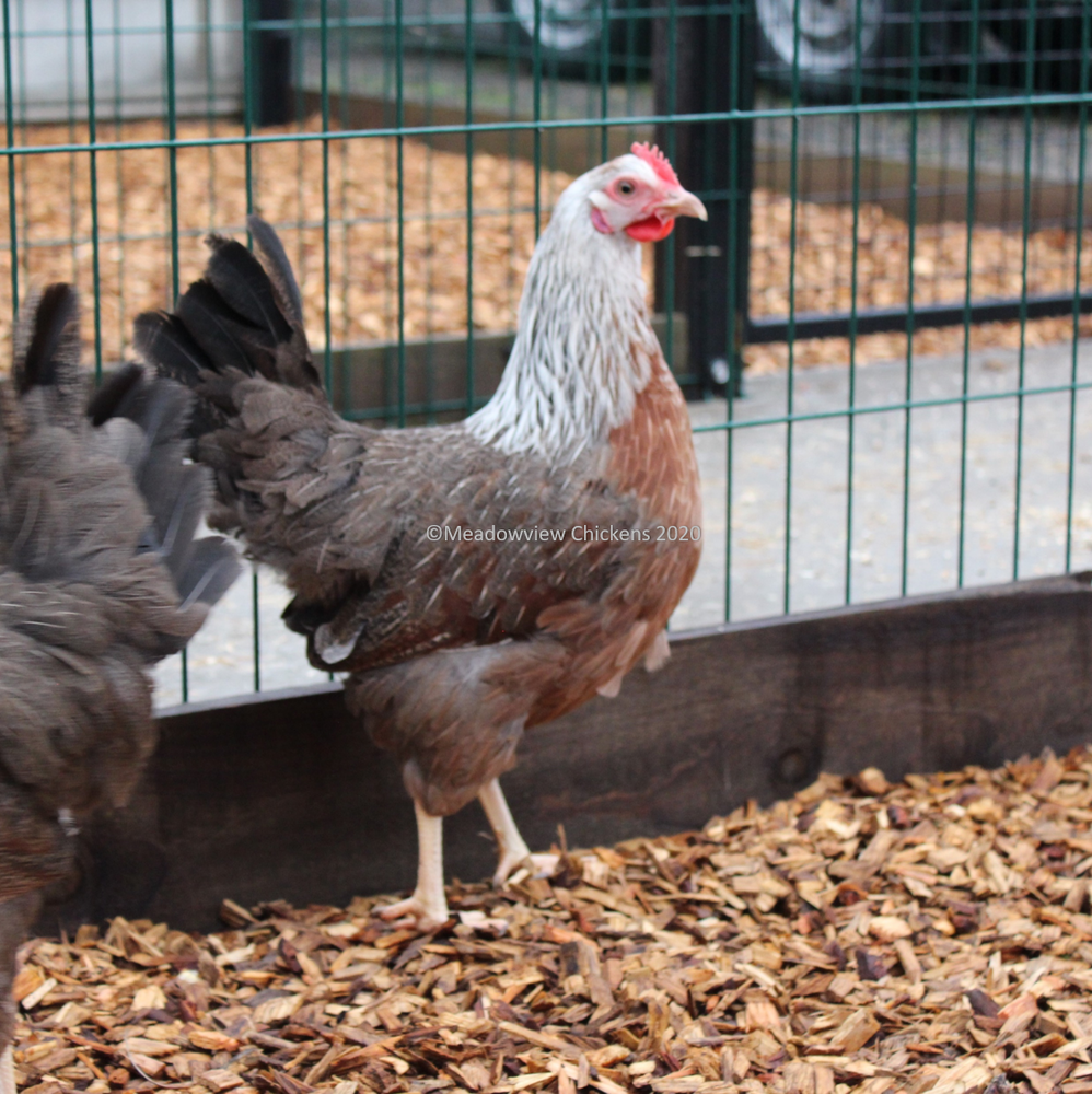 1x Rare Silver Duckwing Welsummer