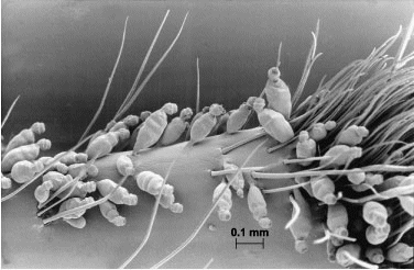 Cycliophora | animalia