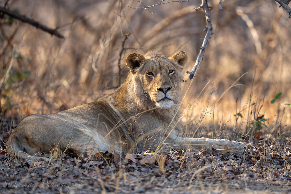 The Last Leopard of Luangwa: A South Luangwa Trip Report - Zambia ...
