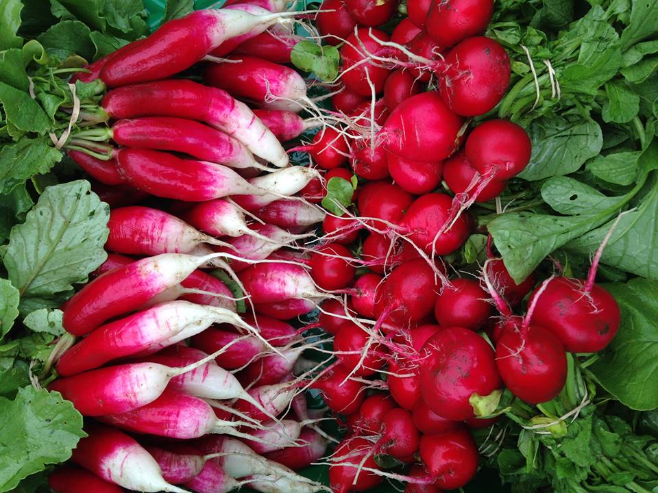 Sustainable Agriculture | United States | Farmer Tim's Vegetables