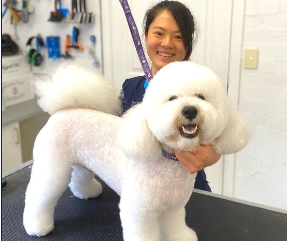 How Much Do Most Dog Groomers Charge?