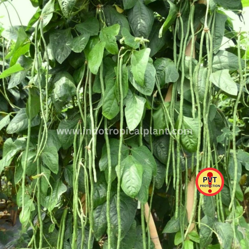 East West Seed - Long Beans Guarda | Indo Tropical Plant