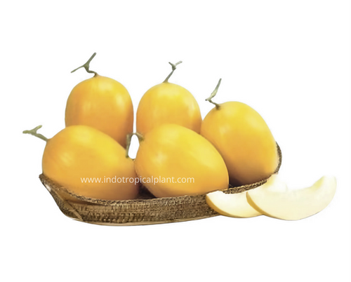 Known You Seed - Melon Apollo | Indo Tropical Plant