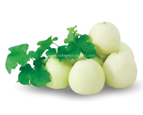 Known You Seed - Melon Silver Light | Indo Tropical Plant