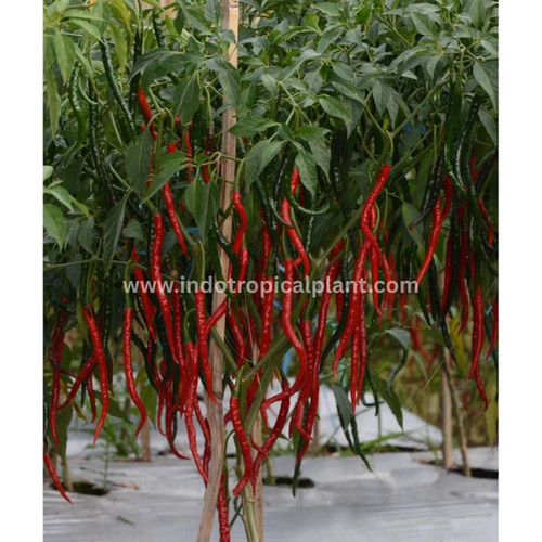 East West Seeds - Curly Red Chili Pepper PM 999 F1 | Indo Tropical Plant