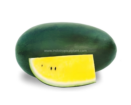 Known You Seed - Watermelon Melina | Indo Tropical Plant