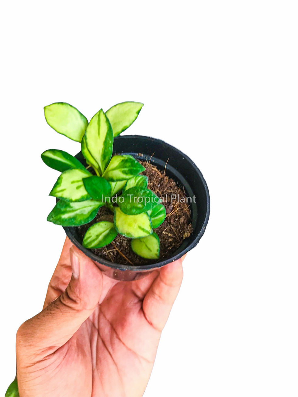 Shop | Indonesia Plant Nursey | Ship Overseas with Phytosanitary ...