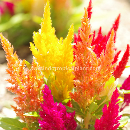 Celosia Seed /Flower Seeds | Indo Tropical Plant