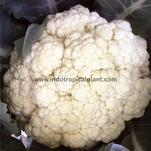 East West Seed - Cauliflower Aquina F1 | Indo Tropical Plant