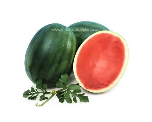 Known You Seed - Seedless Watermelon Prime | Indo Tropical Plant