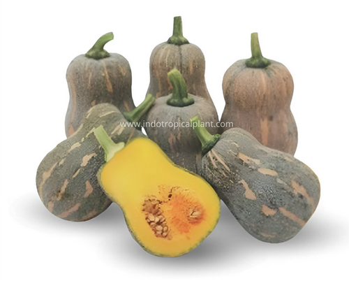 Known You Seed - Pumpkin Torsten | Indo Tropical Plant