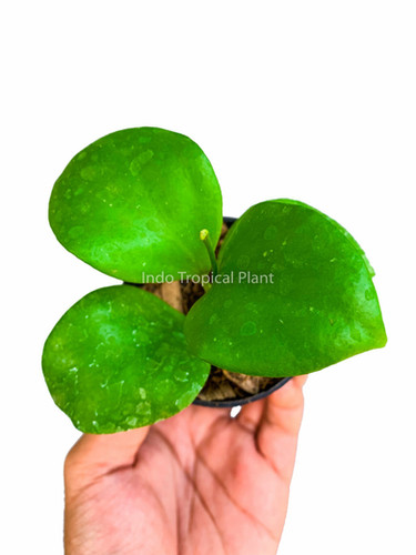 Hoya anulata red | Indo Tropical Plant