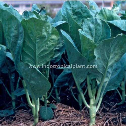 East West Seed - Chinese Broccoli / Chinese Kale Nita | Indo Tropical Plant