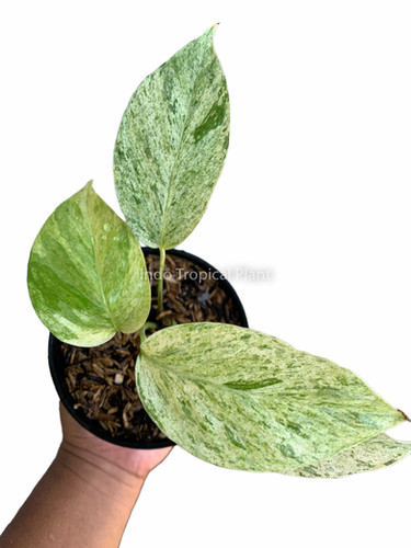 Epipremnum pinnatum Hanoman Mint | Indo Tropical Plant