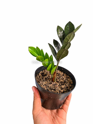 Zamioculcas zamiifolia 'Raven' | Indo Tropical Plant
