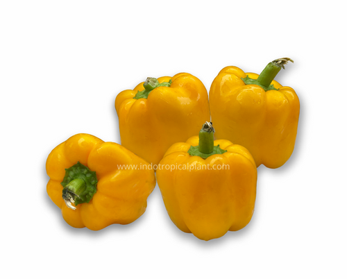 Known You Seed - Bell Pepper Golden Star | Indo Tropical Plant