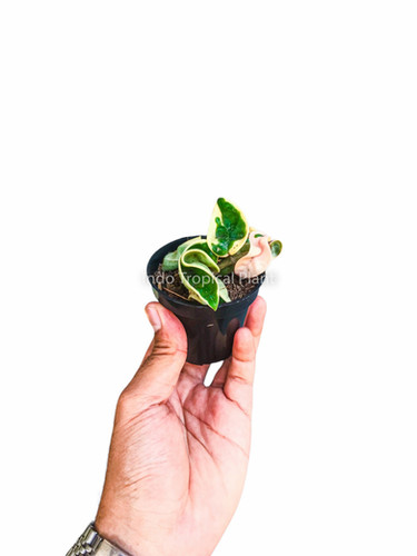 Hoya compacta variegata | Indo Tropical Plant