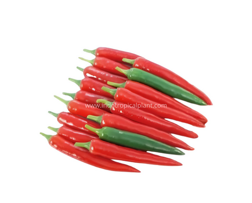 Known You Seed - Chili Passion | Indo Tropical Plant