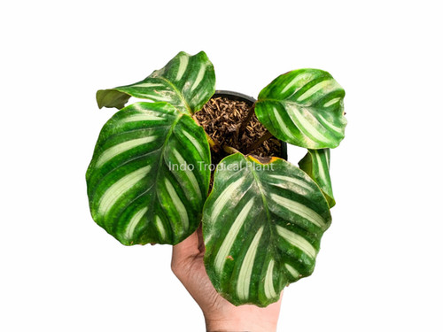 Calathea fasciata | Indo Tropical Plant