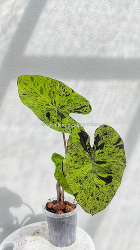 Colocasia esculenta 'Mojito' | Indo Tropical Plant