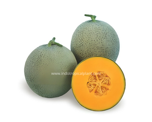 Known You Seed - Melon Dainty | Indo Tropical Plant