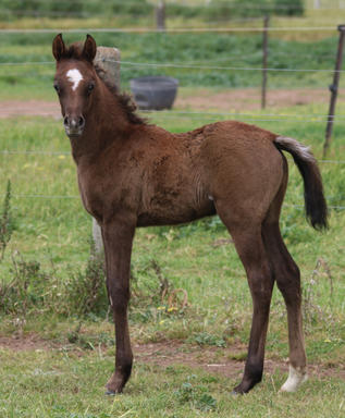 For Sale | touenspark