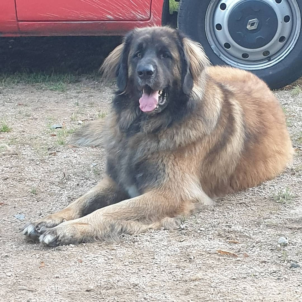 Accueil | Cani'style