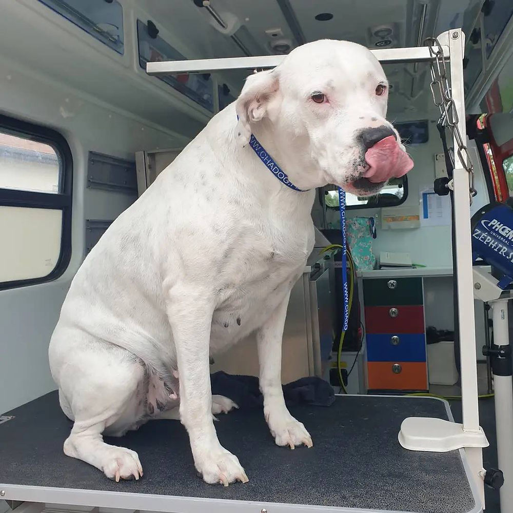 Accueil | Cani'style