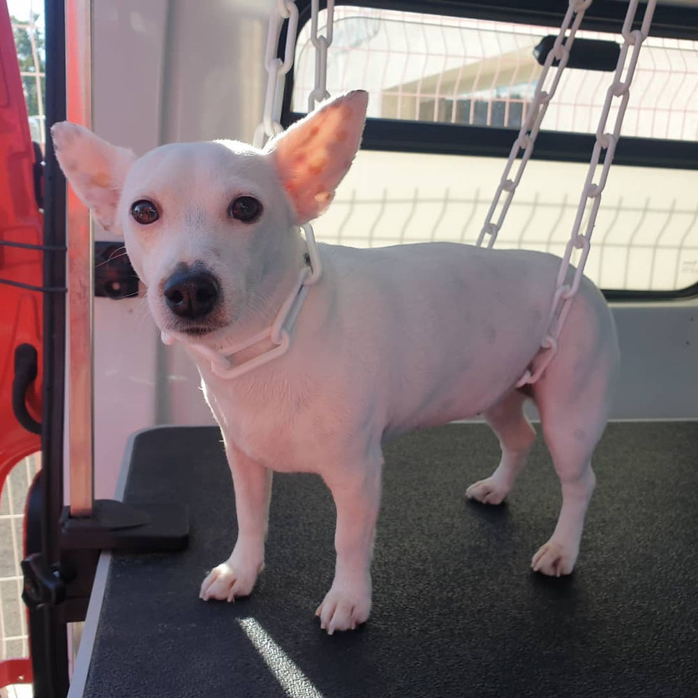 Accueil | Cani'style