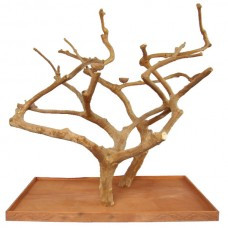 Double Java Tree | Birds By Joe